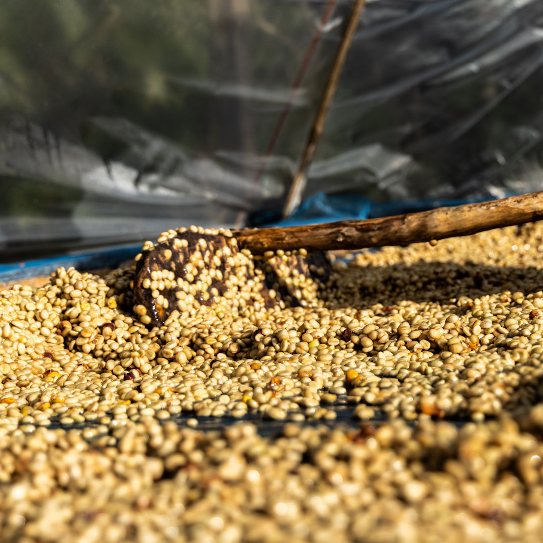 [Honey Process] ハニープロセス – LuLaLao Coffee